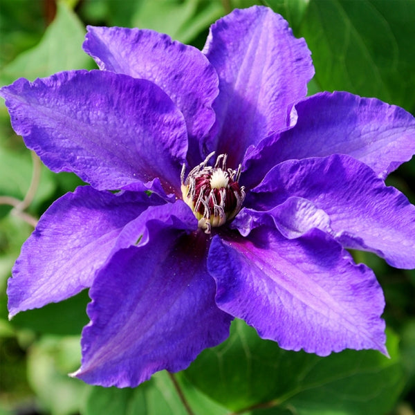 Preorder Clematis ‘Vancouver Danielle’ | Amsterdam Garden Centre