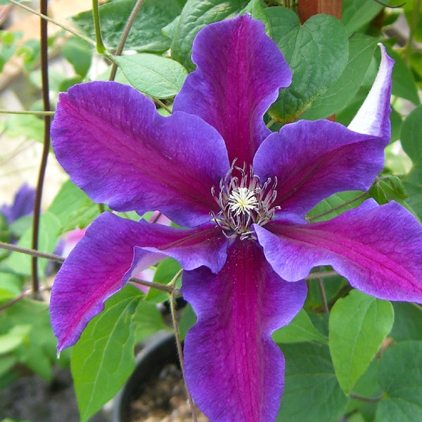 Preorder Clematis ‘Firework’ | Amsterdam Garden Centre