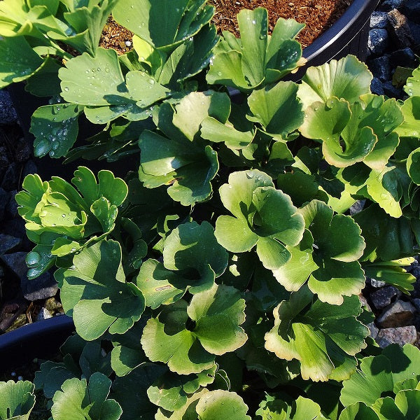 Preorder Ginkgo biloba ‘Troll' | Amsterdam Garden Centre