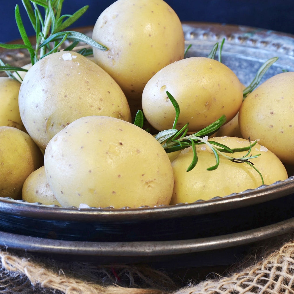 Preorder Potato ‘Warba’ | Amsterdam Garden Centre