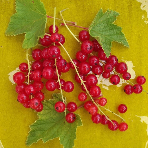 Currant (Red) - Ribes rubrum ‘Red Lake' – Amsterdam Garden Centre