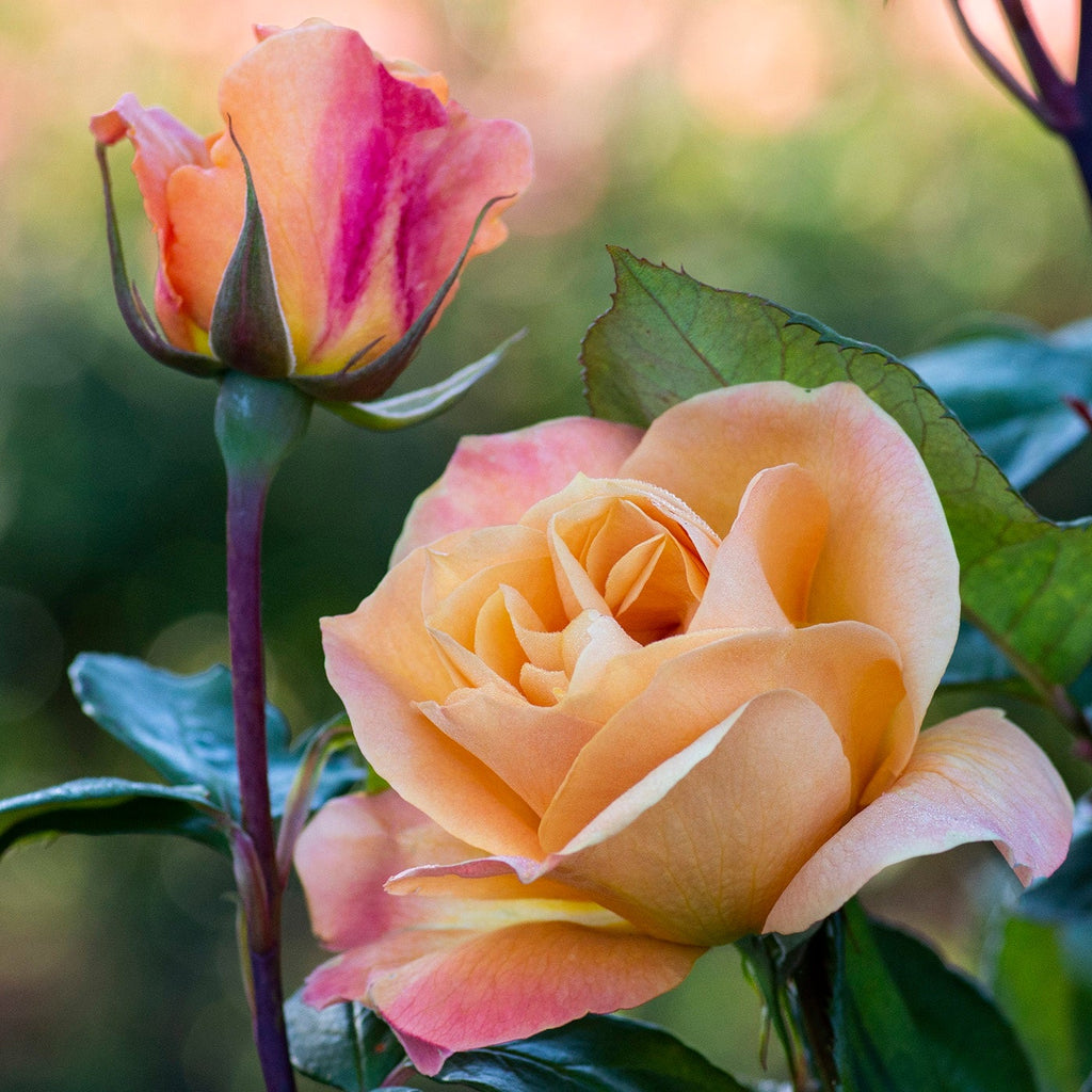 Rose ‘Strike It Rich’ – Amsterdam Garden Centre