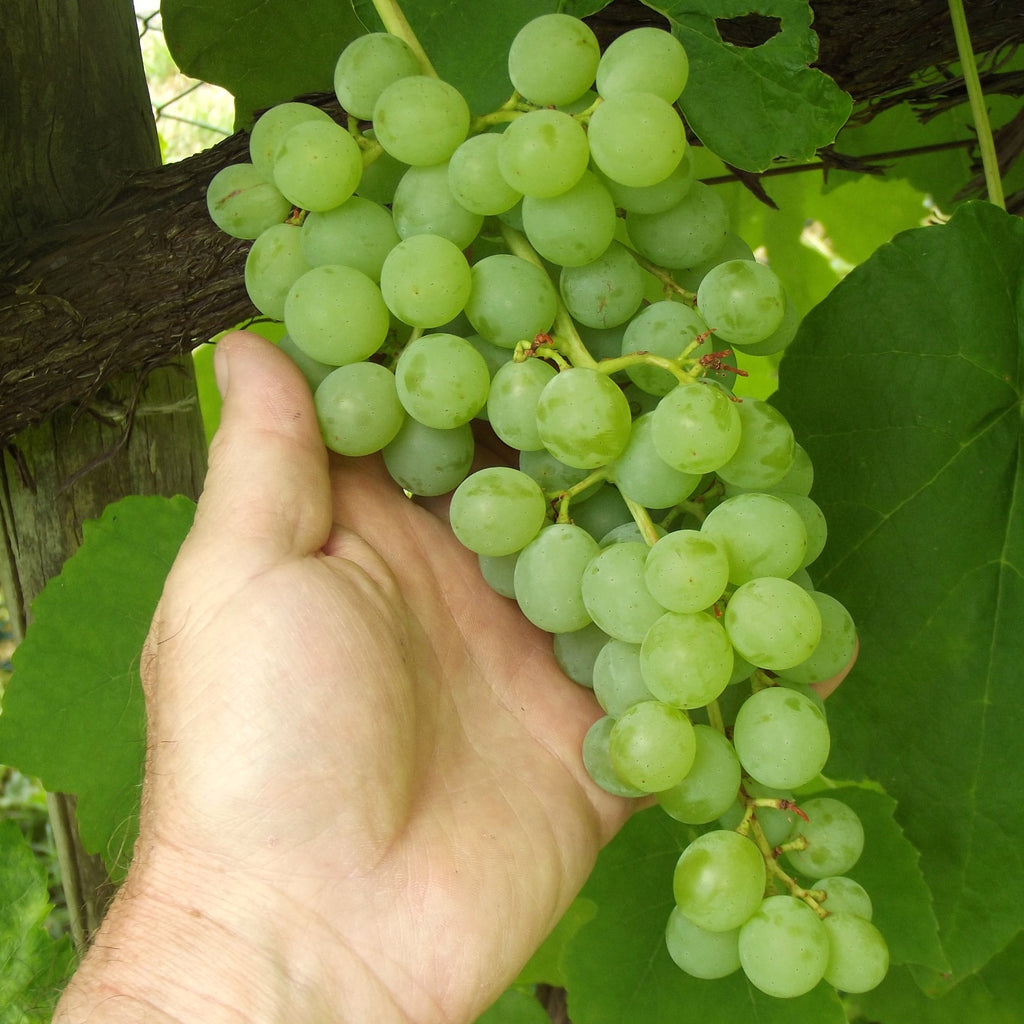 Preorder Grape - ‘Neptune’ | Amsterdam Garden Centre