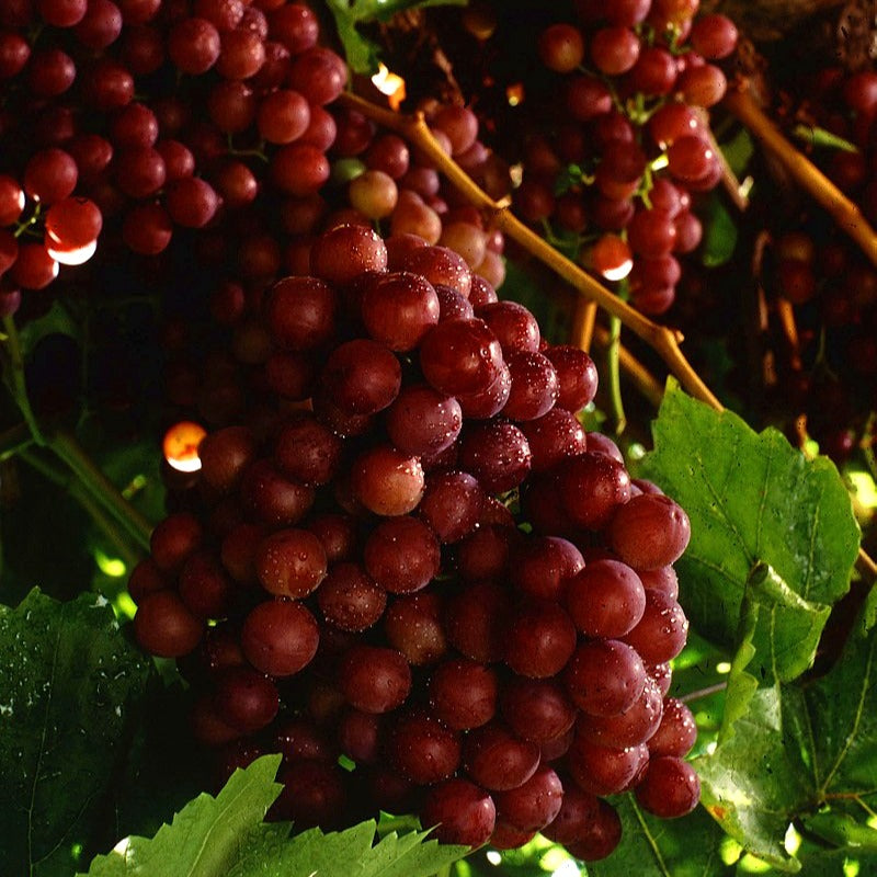 Preorder Grape ‘Red Flame’ | Amsterdam Garden Centre