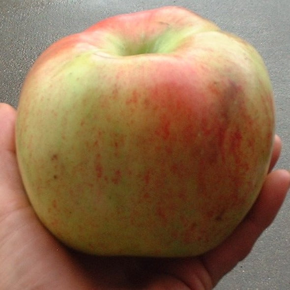 Preorder Apple - Malus domestica ‘King’ (M26 Rootstock) | Amsterdam ...