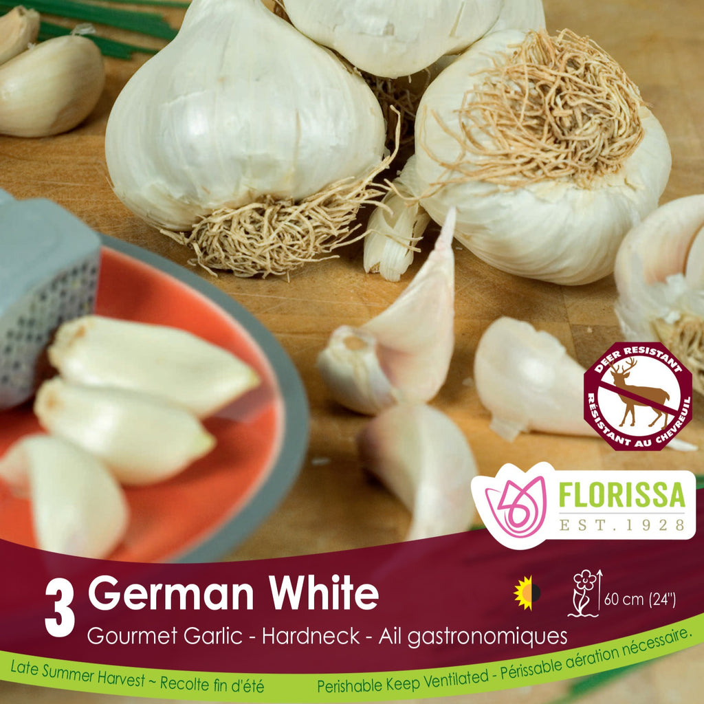 Preorder German White Hardneck Garlic (3/pkg) | Amsterdam Garden Centre