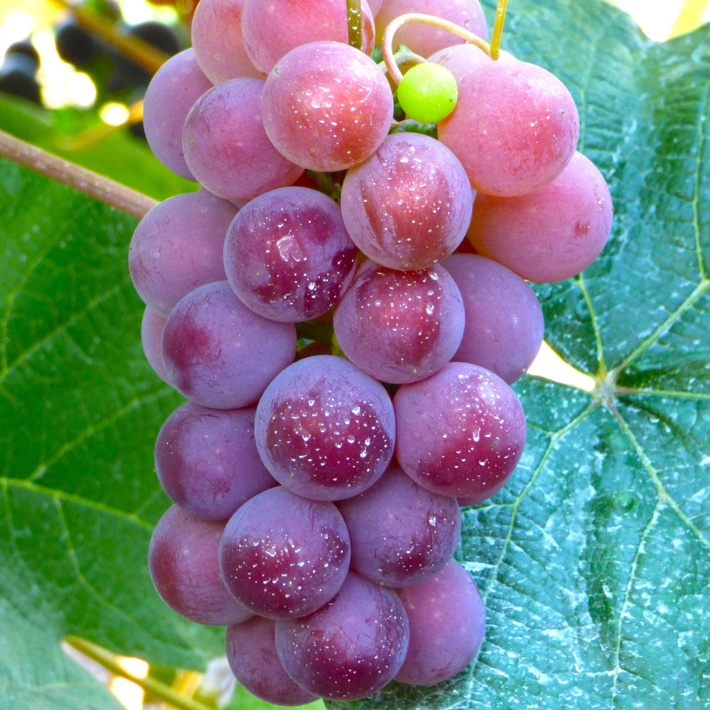 Preorder Grape ‘Suffolk Red’ | Amsterdam Garden Centre