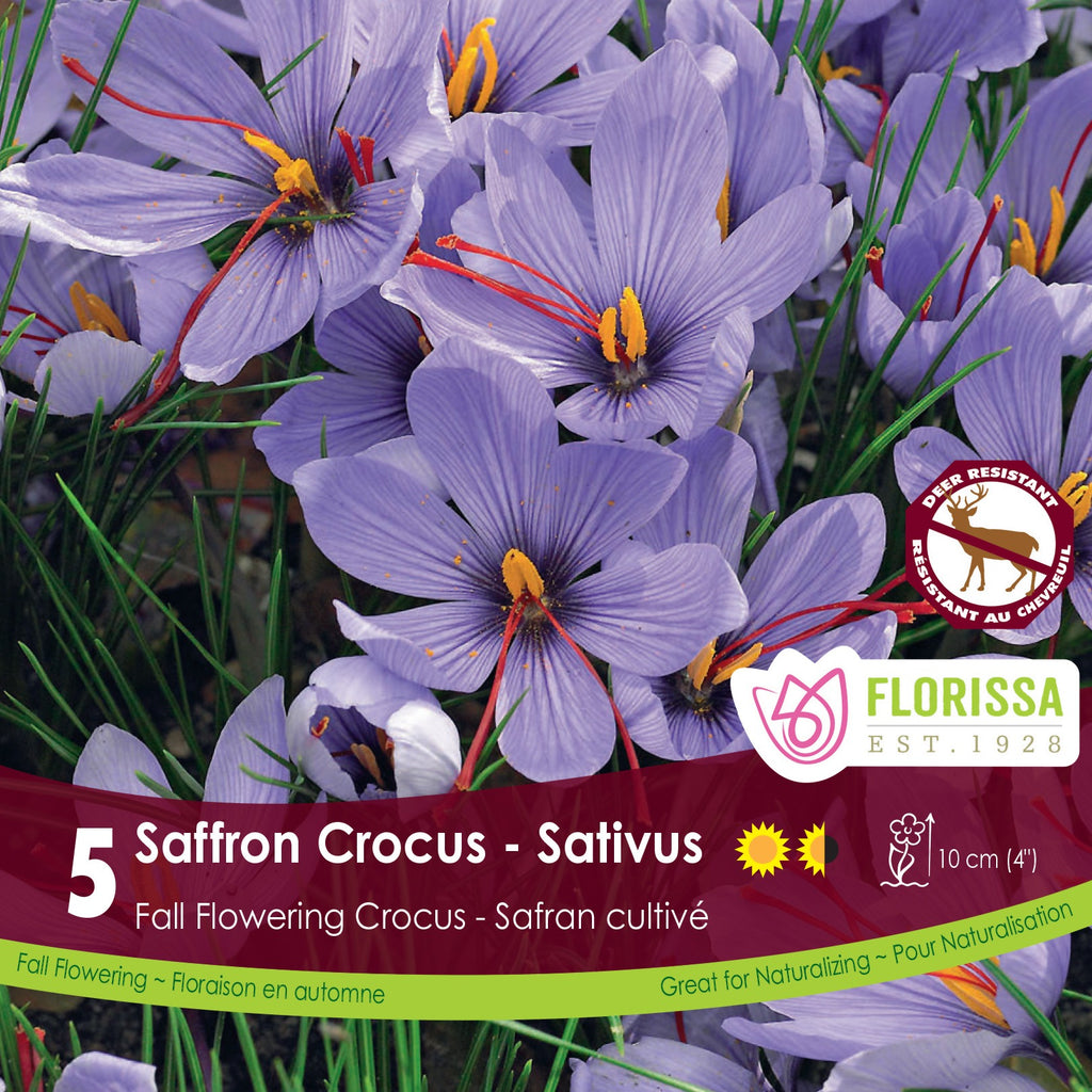 Preorder Crocus sativus (5/package) | Amsterdam Garden Centre