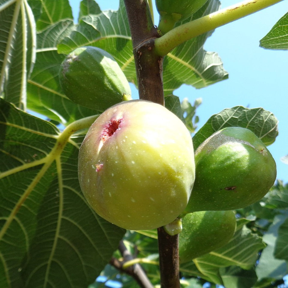 Preorder Fig - Ficus carica ‘Lattarula’ (Italian Honey Fig) | Amsterdam ...