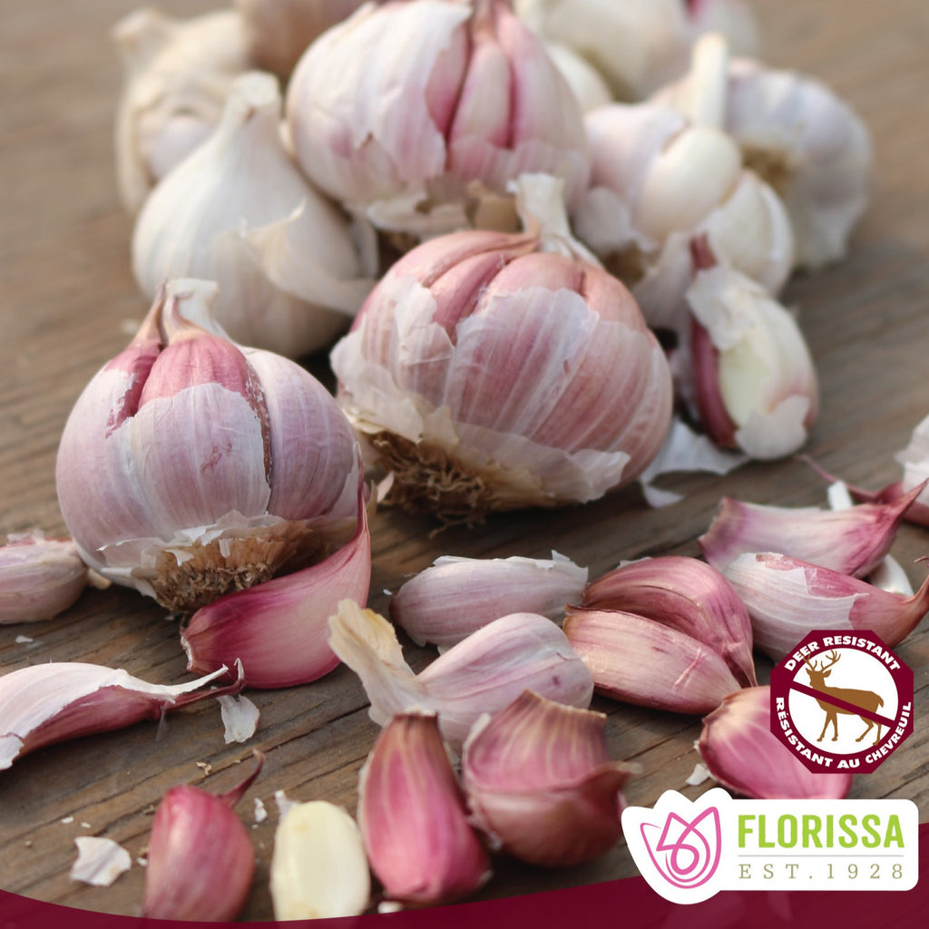 Preorder Spanish Roja Hardneck Garlic | Amsterdam Garden Centre