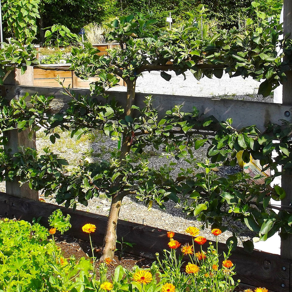 Preorder Apple - 3-Tier Espalier Apple #2 (M26 Rootstock) | Amsterdam ...