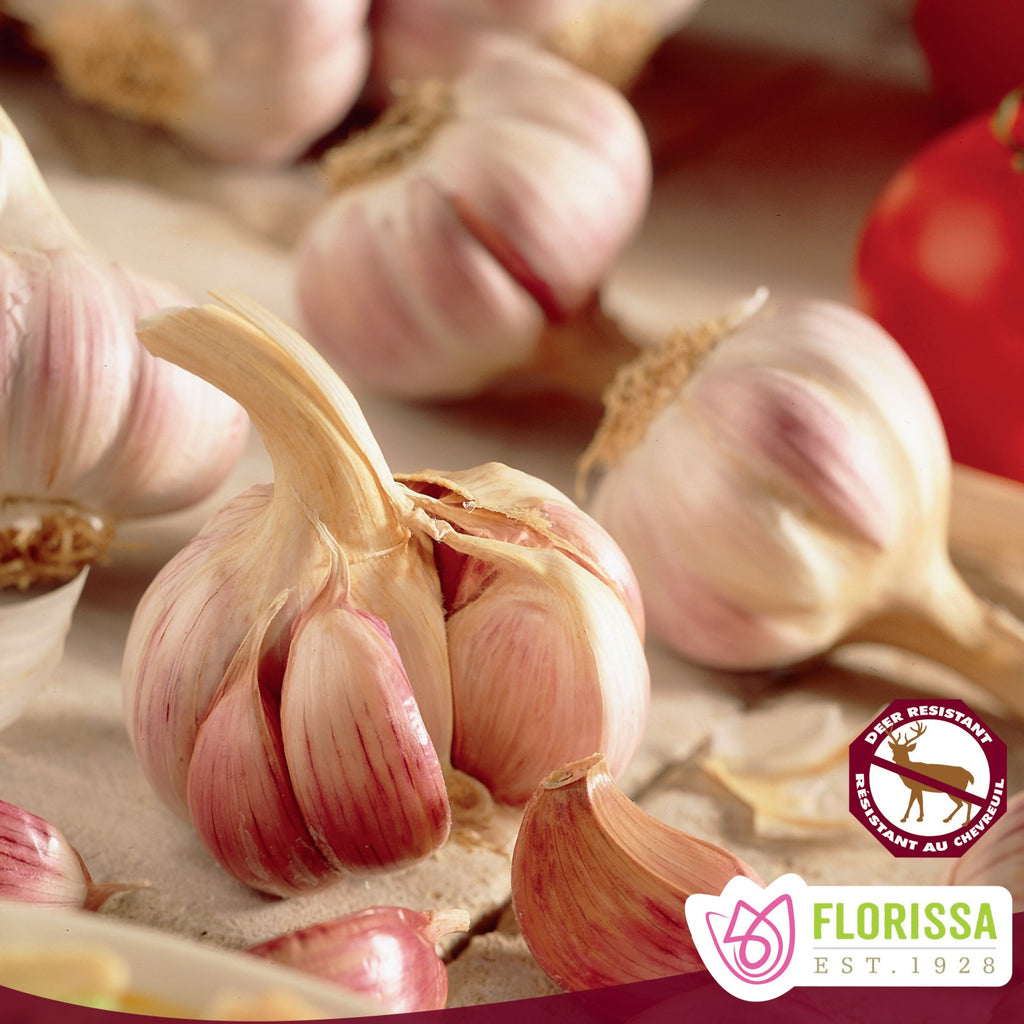 Preorder German Red Hardneck Garlic | Amsterdam Garden Centre