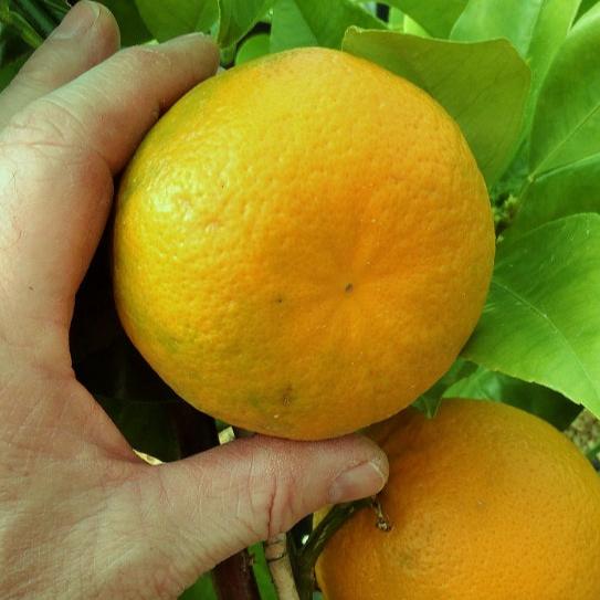 Preorder Citrus ‘Cocktail Grapefruit’ | Amsterdam Garden Centre