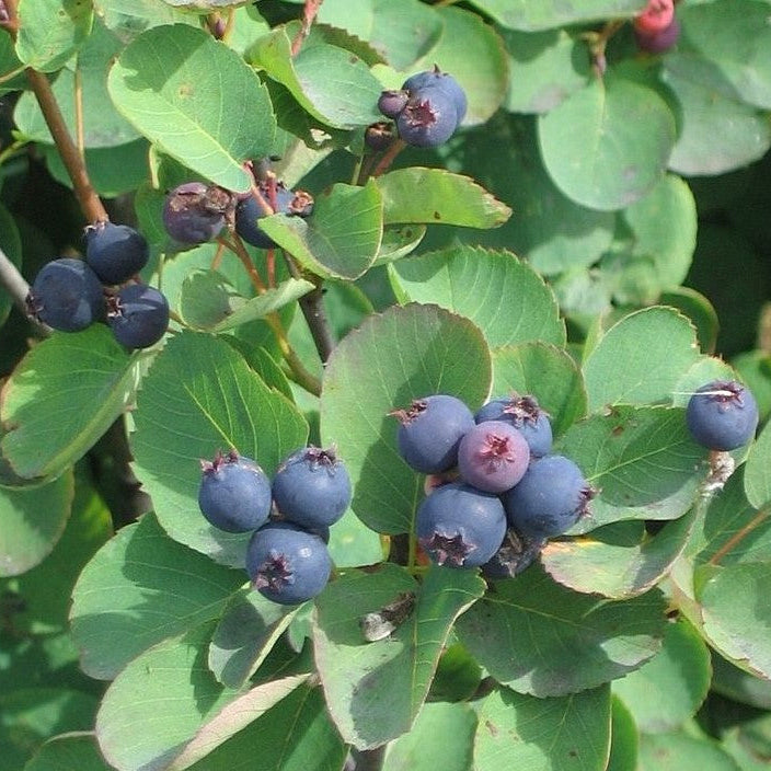 Preorder Saskatoon Berry ‘Pembina’ | Amsterdam Garden Centre