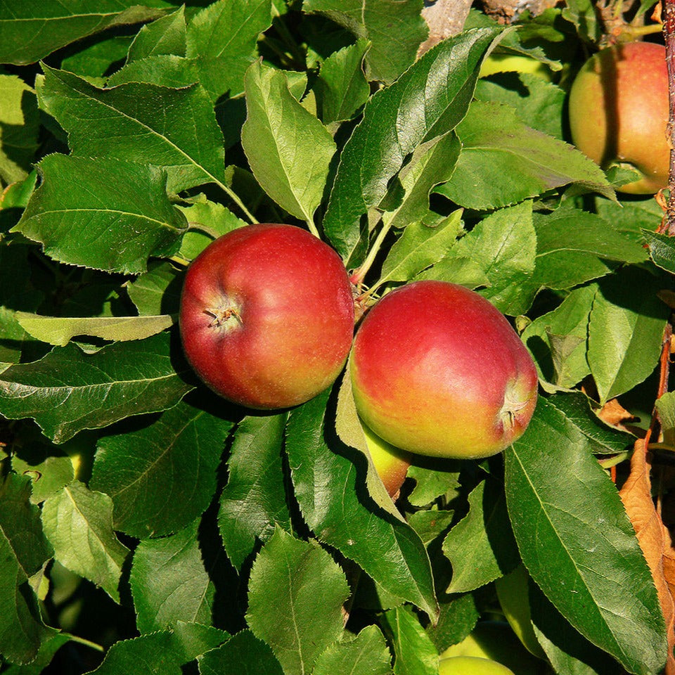 Preorder Apple - Malus domestica ‘Gala’ (M27 Rootstock) | Amsterdam ...