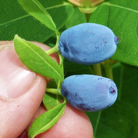 Honeyberry - Lonicera caerulea ‘Yezberry Solo’ – Amsterdam Garden Centre
