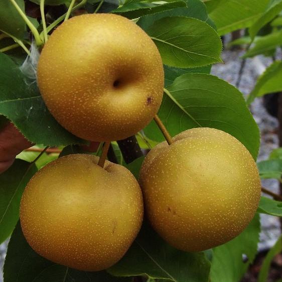 Preorder Asian Pear - Pyrus pyrifolia ‘Chojuro’ | Amsterdam Garden Centre