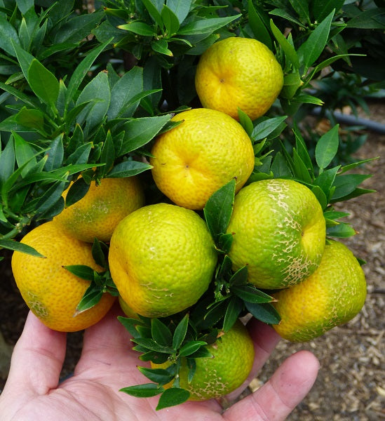 Preorder Citrus ‘Chinotto Sour Orange’ | Amsterdam Garden Centre