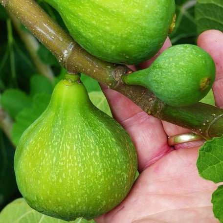 Preorder Fig - Ficus carica ‘Desert King’ | Amsterdam Garden Centre