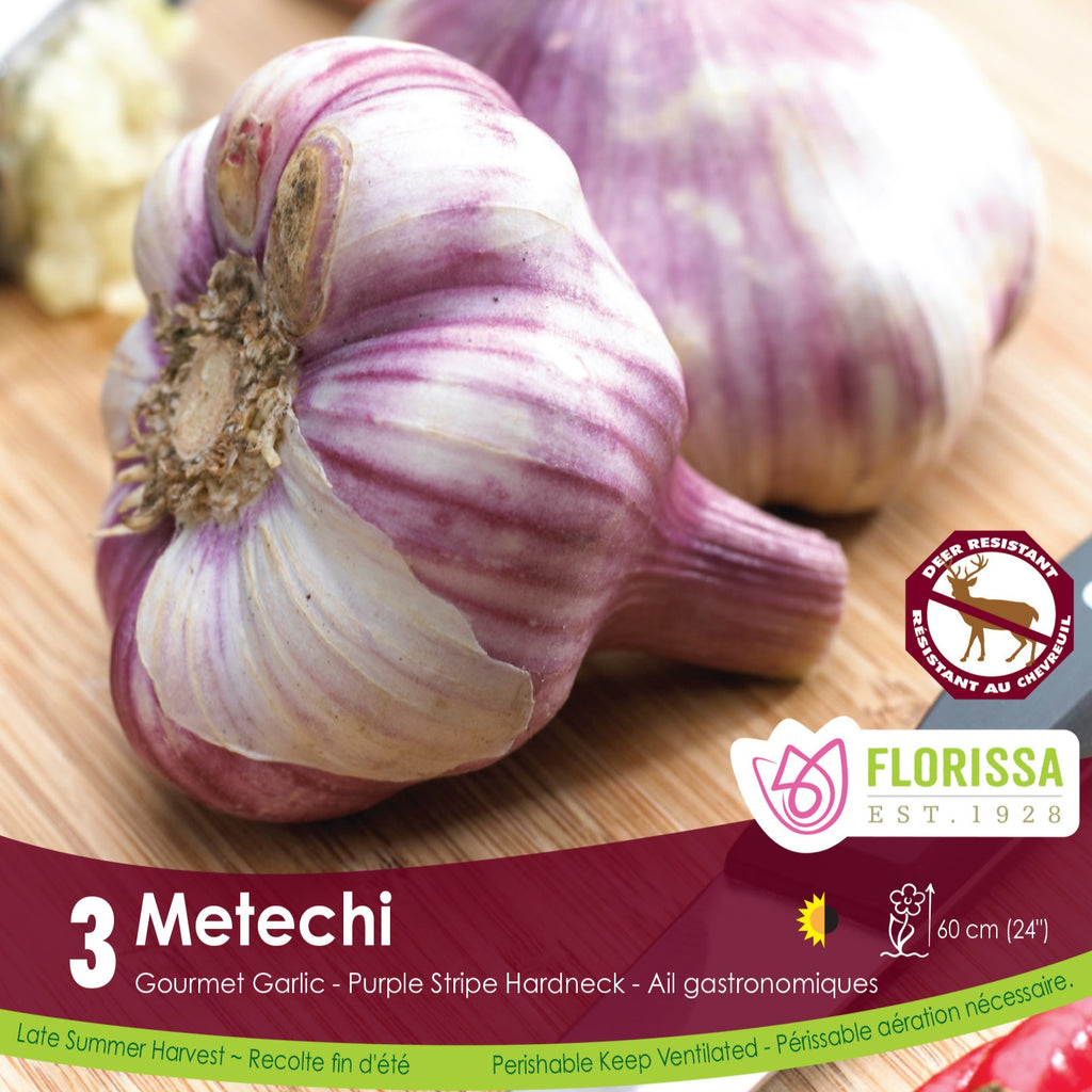 Preorder Metechi Hardneck Garlic (3/pkg) | Amsterdam Garden Centre