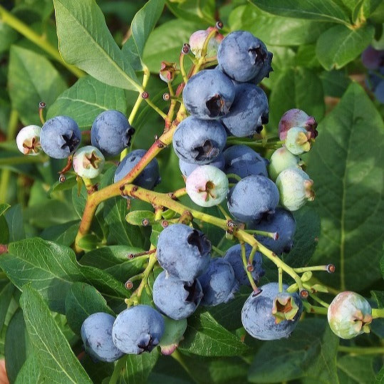 Preorder Blueberry - ‘Duke’ | Amsterdam Garden Centre