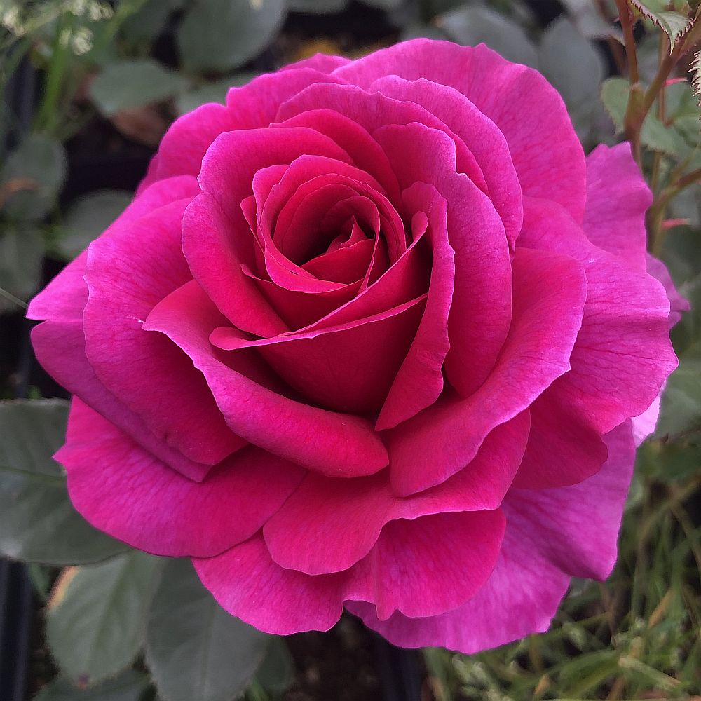 Preorder Rose ‘Perfume Factory’ | Amsterdam Garden Centre
