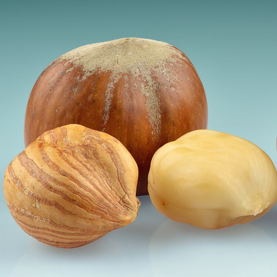 Preorder Hazelnut - Corylus avellana ‘Yamhill’ | Amsterdam Garden Centre