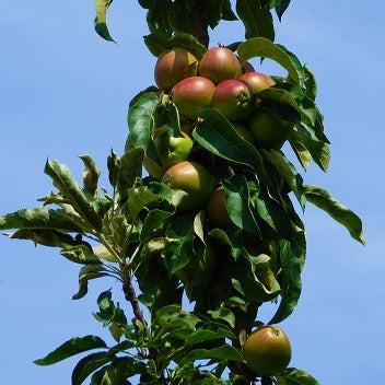Preorder Apple - Malus domestica ‘Scarlet Sentinel’ | Amsterdam Garden ...