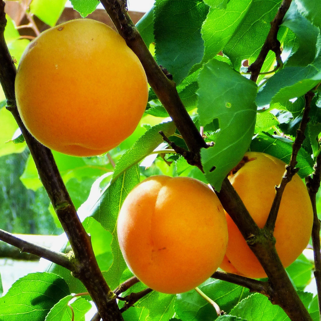 Preorder Apricot - Prunus armeniaca ‘Puget Gold’ | Amsterdam Garden Centre