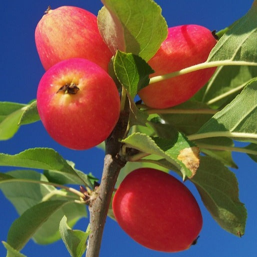 Preorder Apple - Malus baccata ‘Dolgo’ | Amsterdam Garden Centre