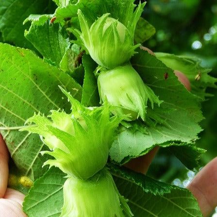 Preorder Hazelnut - Corylus avellana ‘Theta’ | Amsterdam Garden Centre