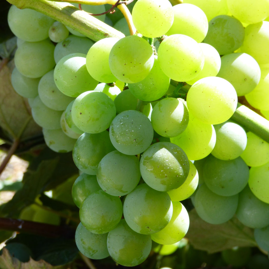 Preorder Grape ‘Interlaken’ | Amsterdam Garden Centre