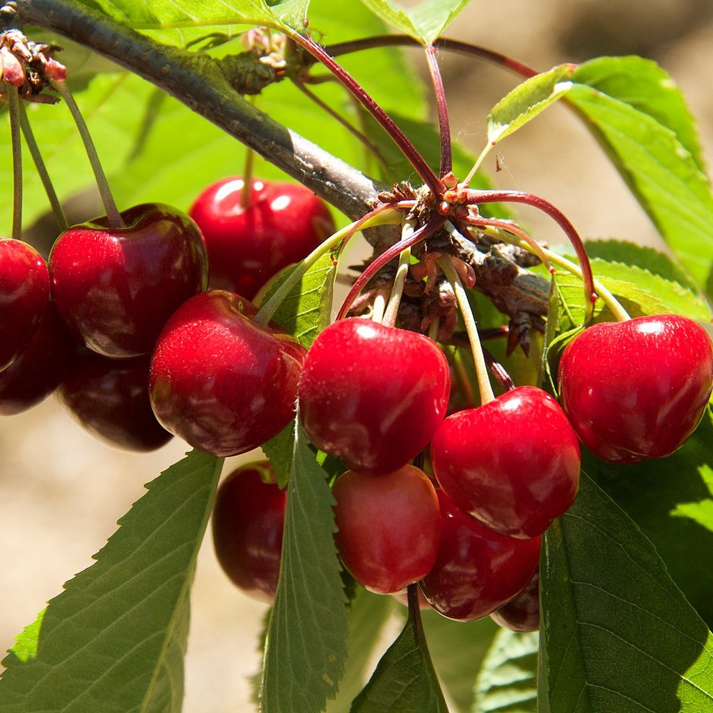 Preorder Cherry - Prunus avium ‘Staccato’ | Amsterdam Garden Centre