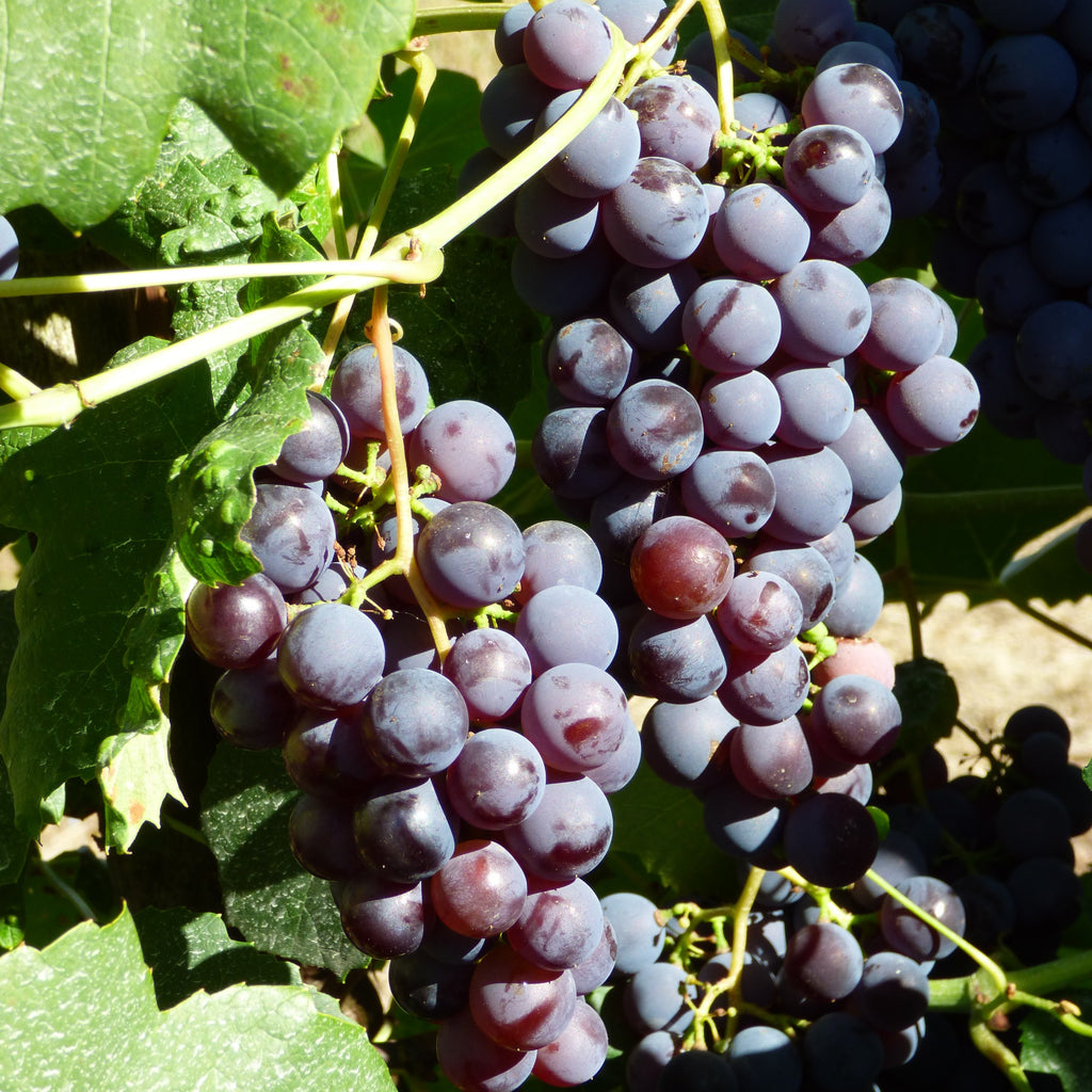 Preorder Grape - ‘Black Monukka’ | Amsterdam Garden Centre